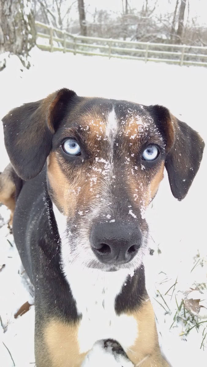 Why dogs curl up when they sleep – Out of the Wilderness