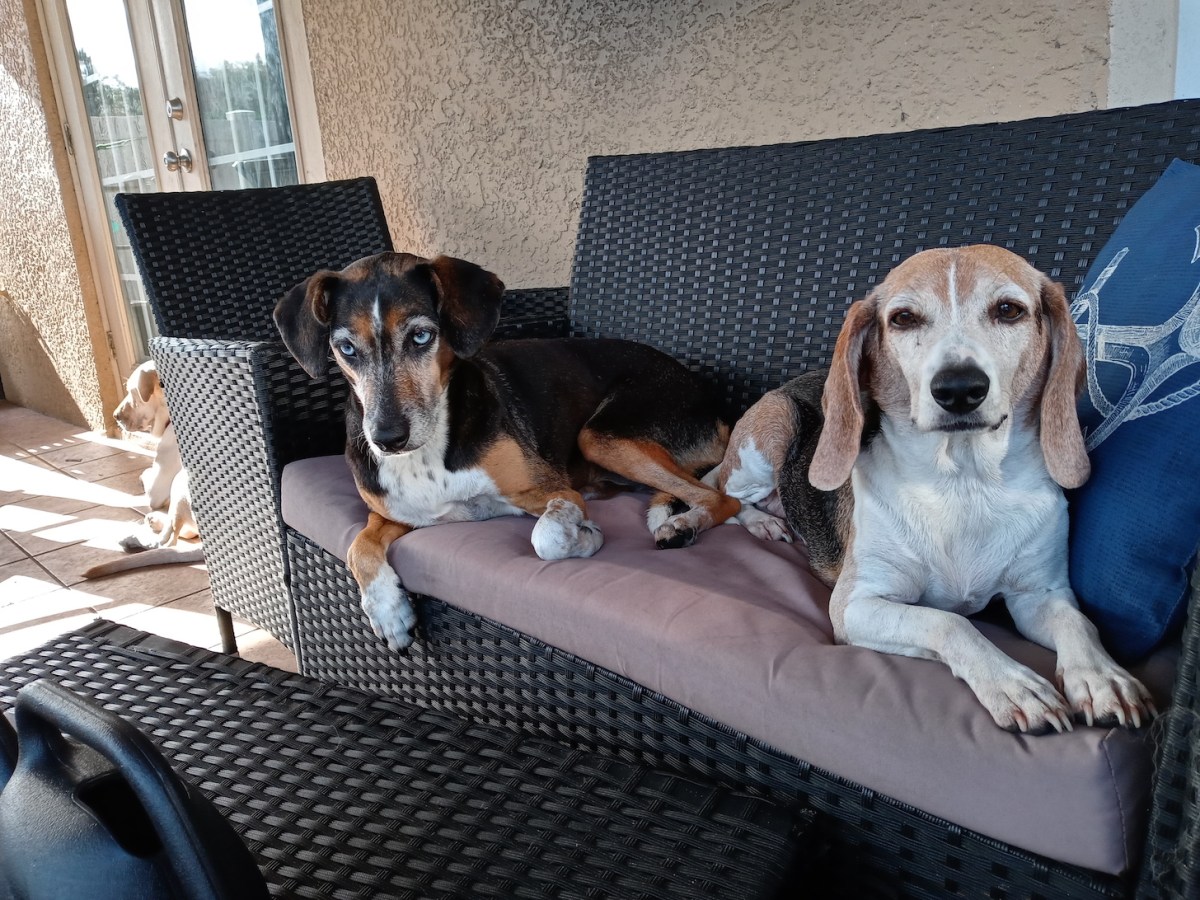 “Trust must be earned” – a story about a mischievous beagle! – Out of ...